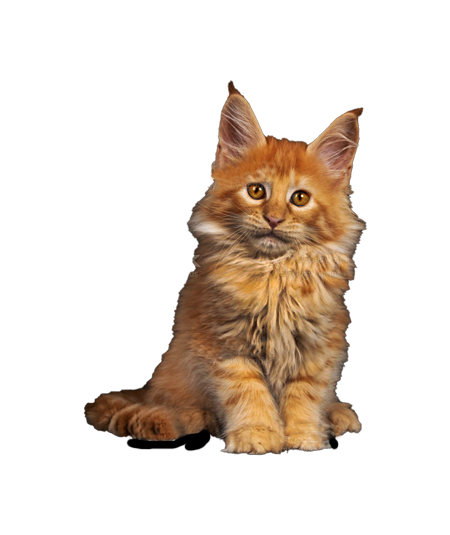 Aubs Maine Coons – Beautiful Midwest Maine Coon Kittens For Sale