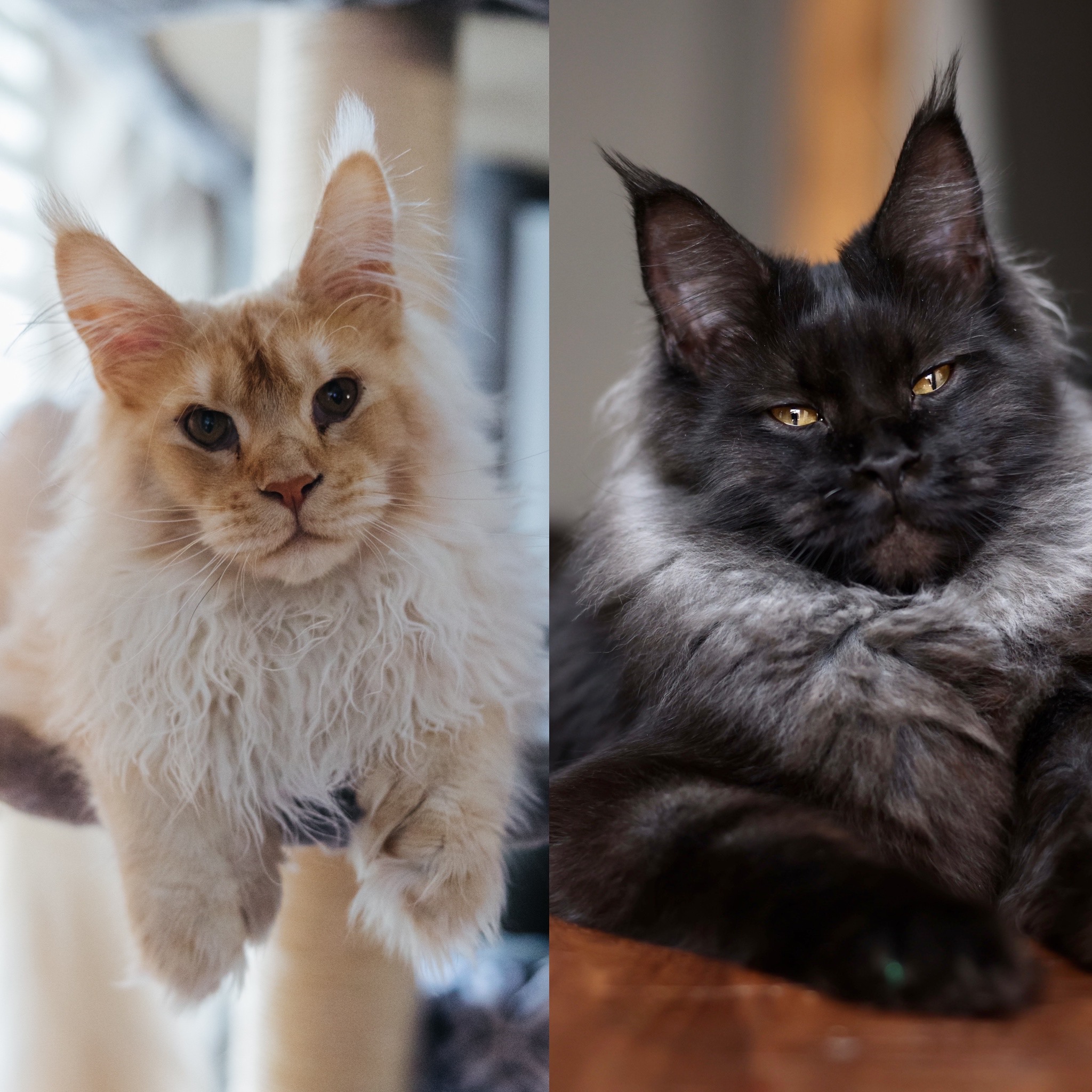 Future Breeding Plans – Aubs Maine Coons